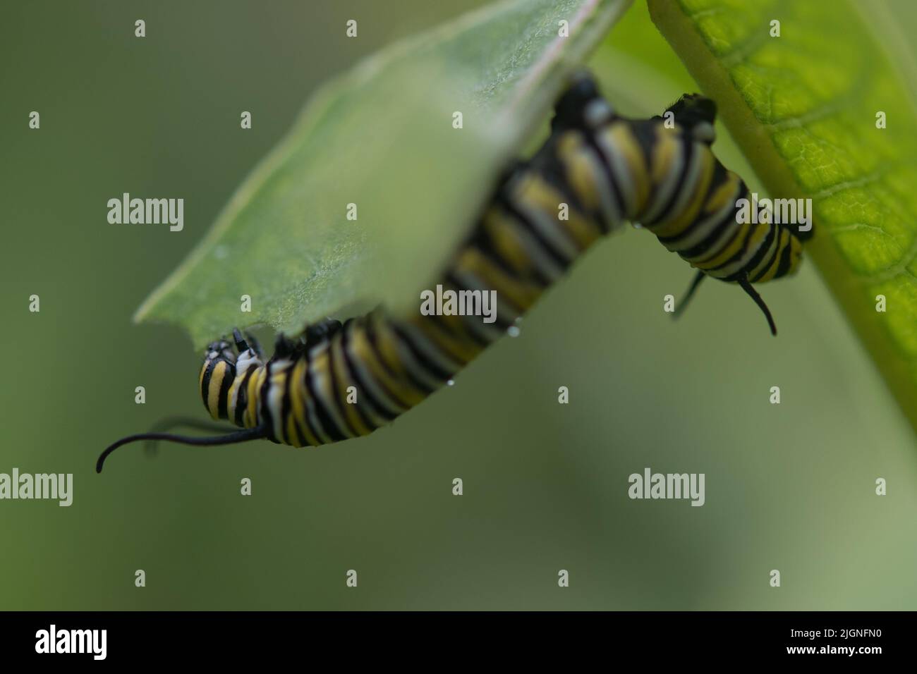 Caterpillar antennae hi-res stock photography and images - Alamy