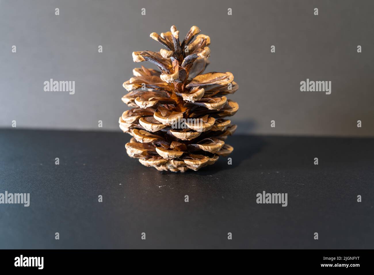 Straight pine cone Black background Stock Photo - Alamy