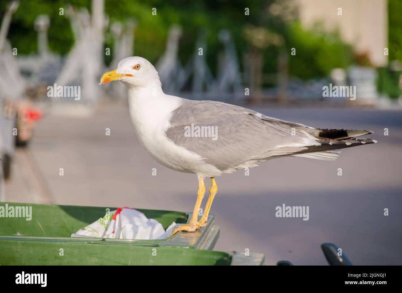 Garbage bird hi-res stock photography and images - Alamy