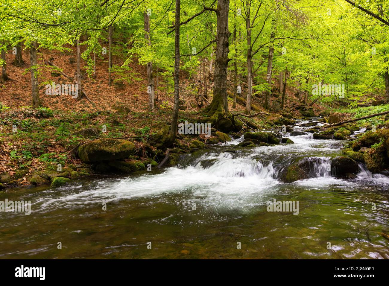 rapid brook in the park. primeval beech forest in spring. beautiful ...