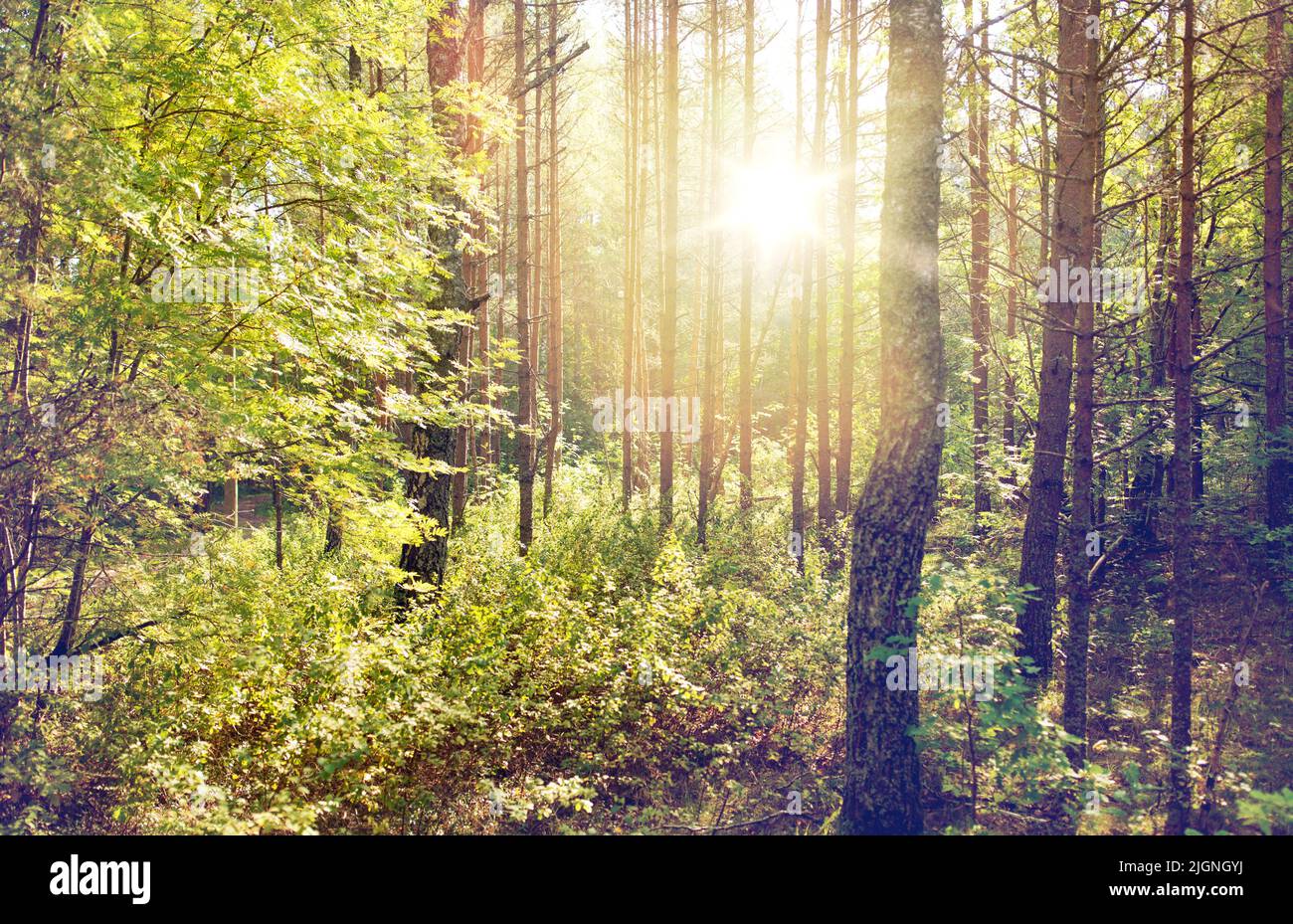 Mixed green vegetation hi-res stock photography and images - Alamy