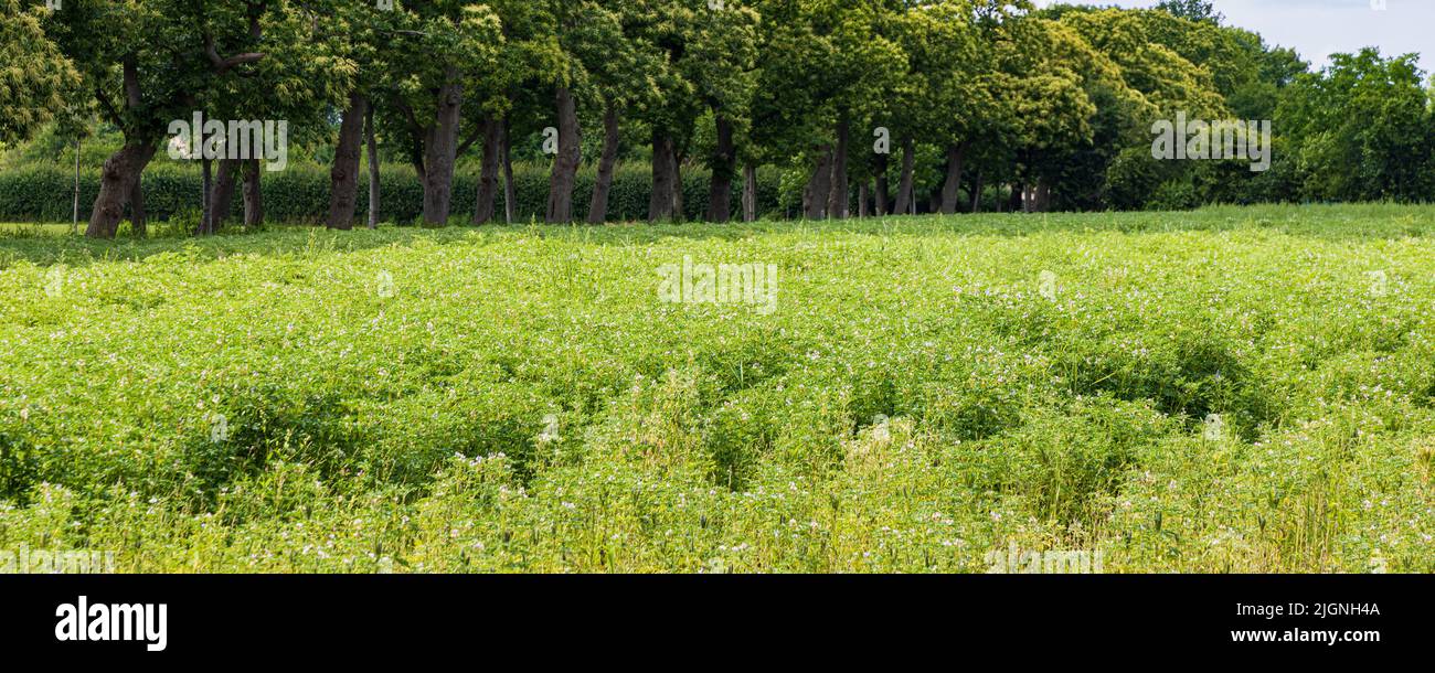 Dutch agriculture field with the old crop buckwheat Stock Photo - Alamy