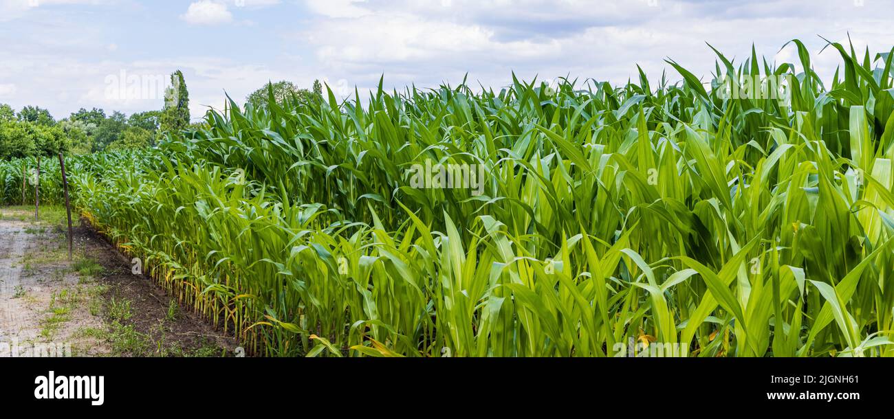 Corn field banner hi-res stock photography and images - Alamy