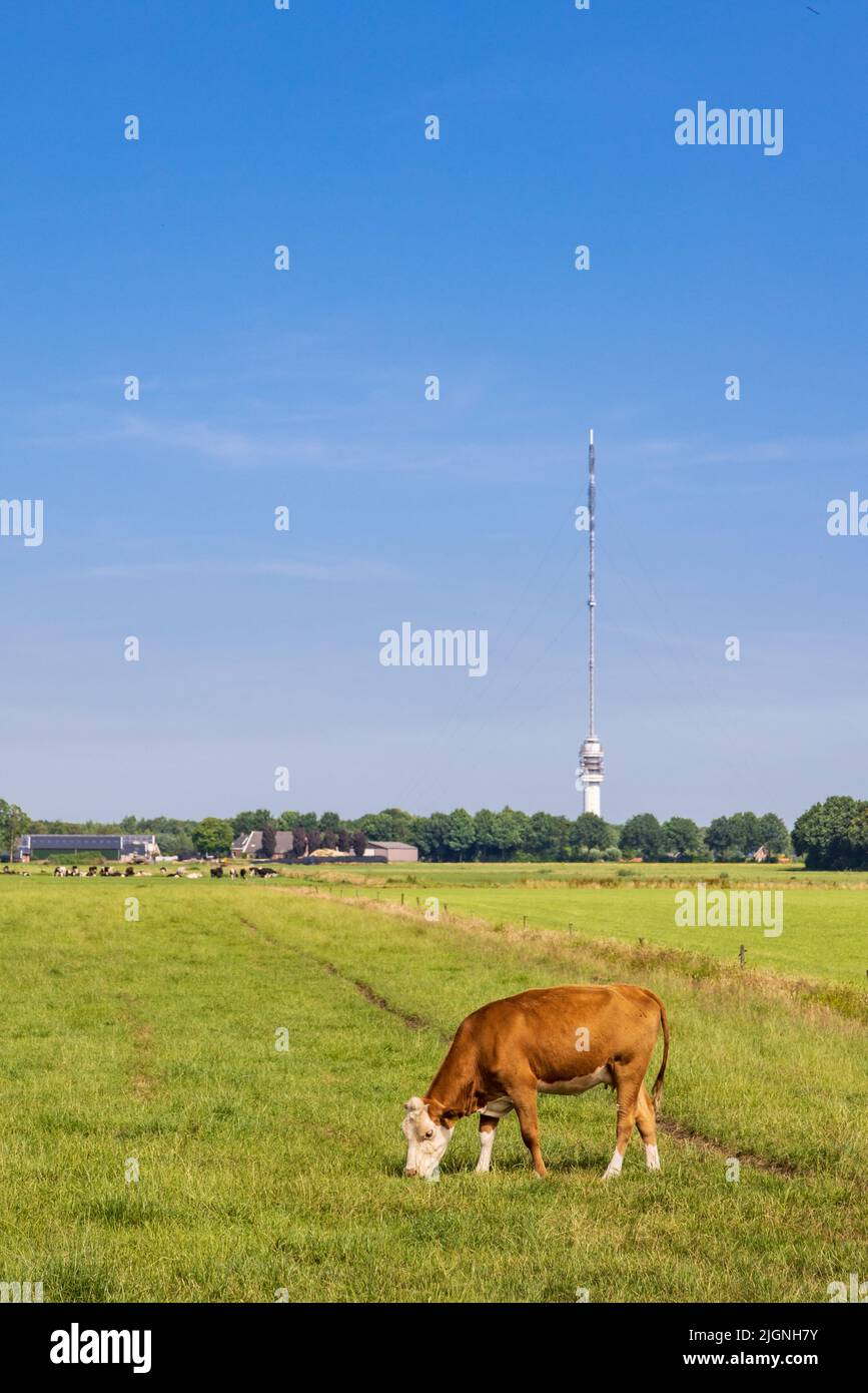 Landscape with transmission tower Smilde The Netherlands Stock Photo ...
