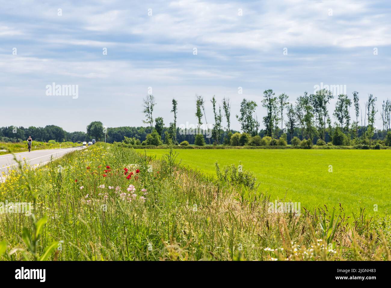 Floral borders with wild flowers along the road to increase ...
