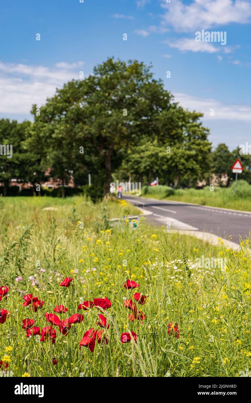 Floral borders with wild flowers along the road to increase ...