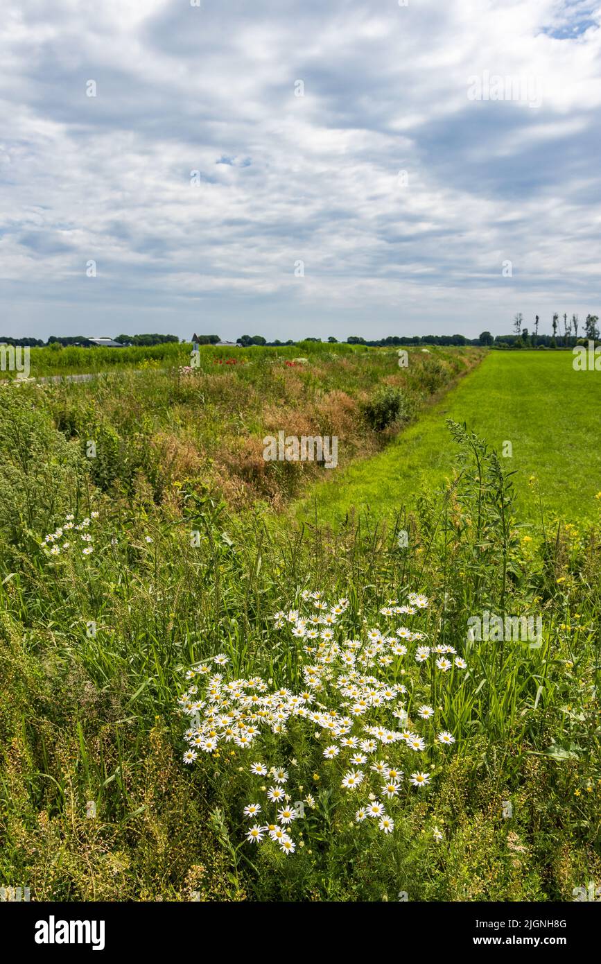 Floral borders with wild flowers along the road to increase ...