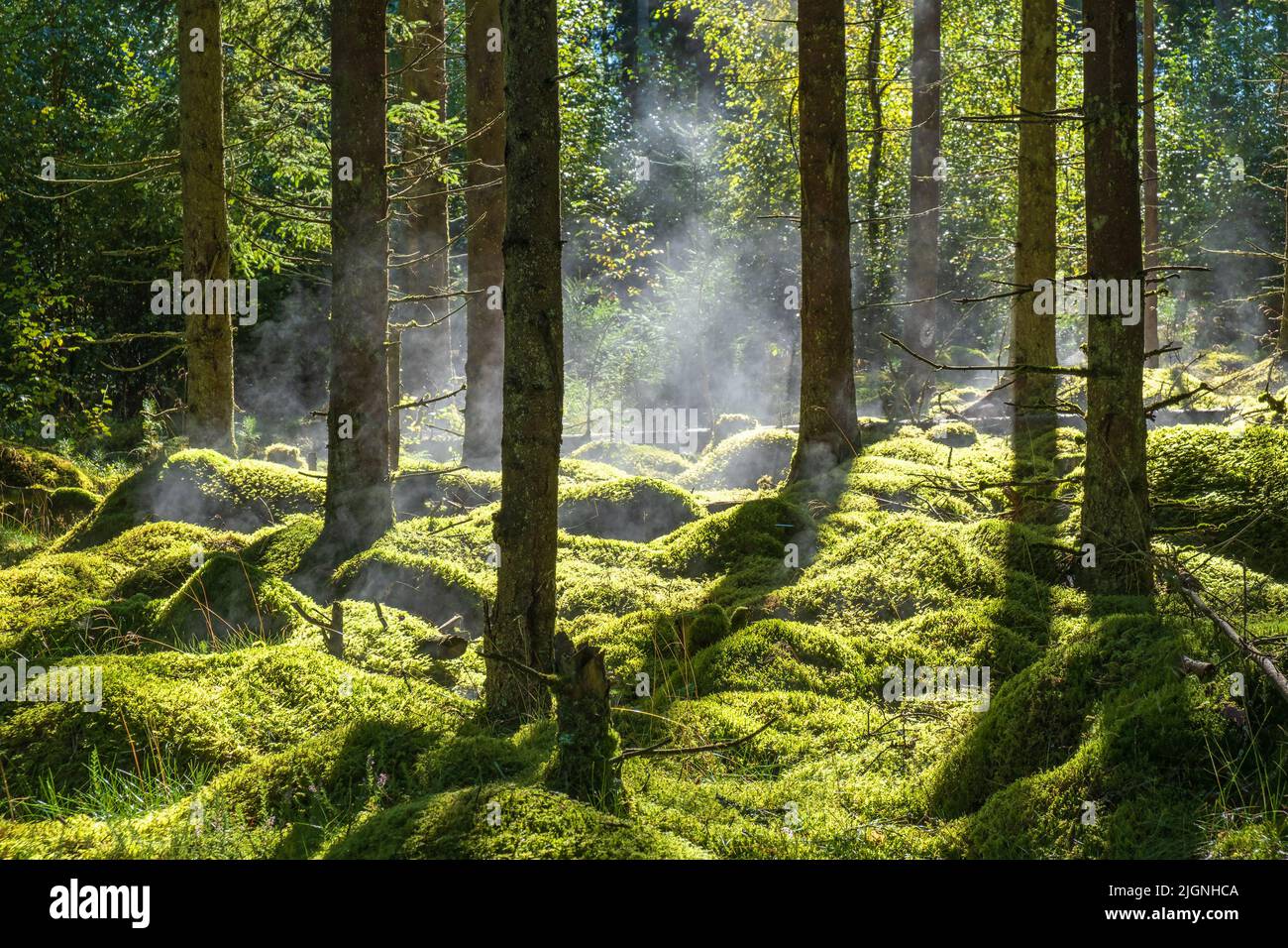 Misty morning in a mossy forest Stock Photo - Alamy