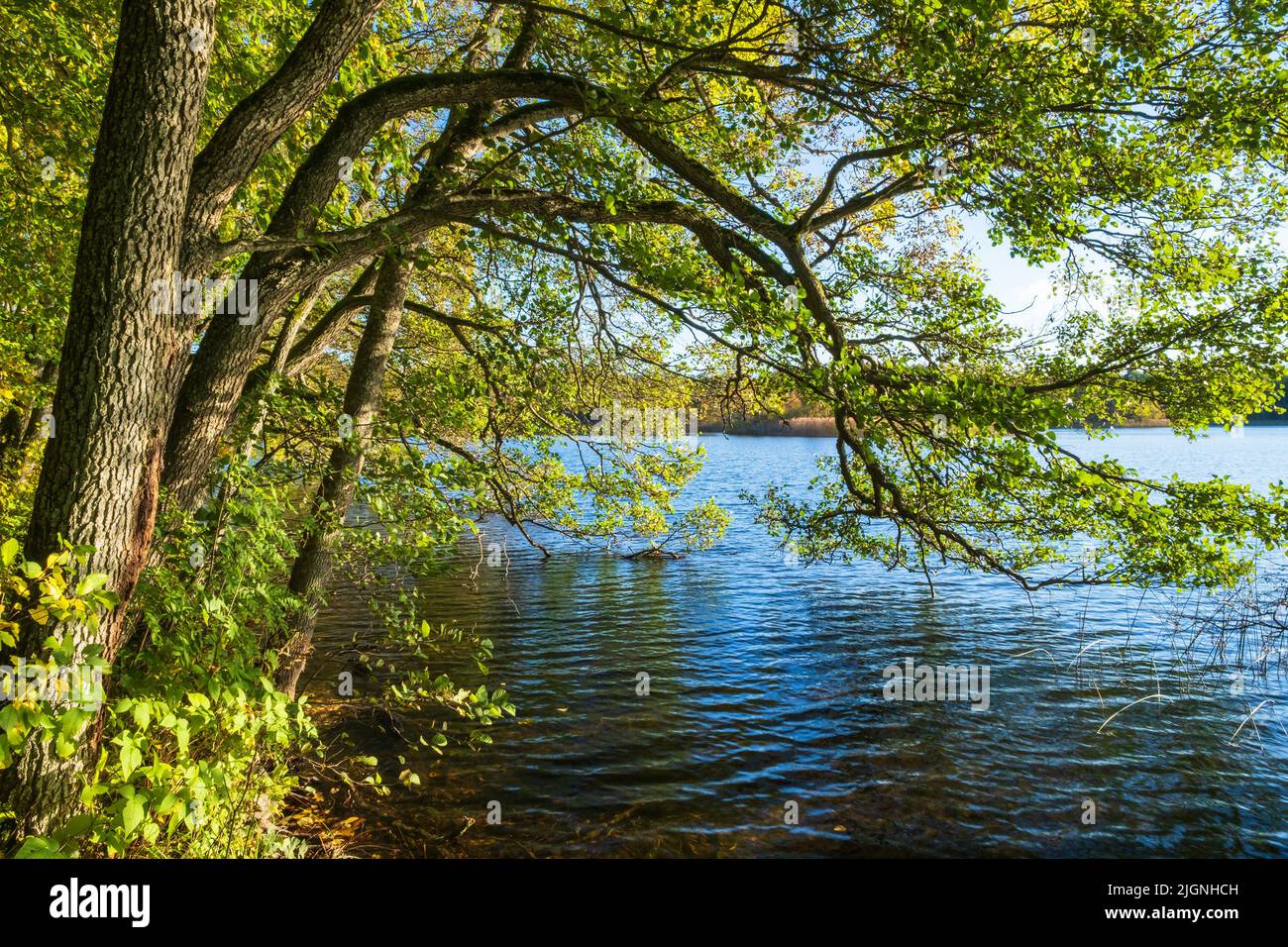 Lush green tree branches hanging over the water surface Stock Photo - Alamy