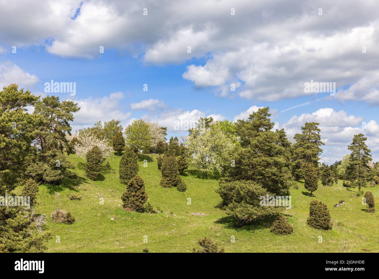 Beautiful meadow landscape with juniper trees on a slope Stock Photo ...