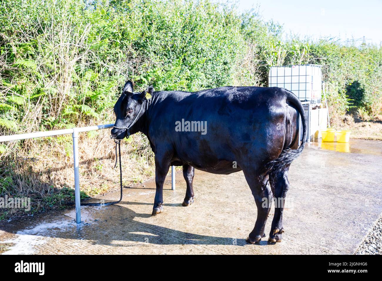Cattle, cows and bulls, on display at an Agricultural show in Cornwall ...