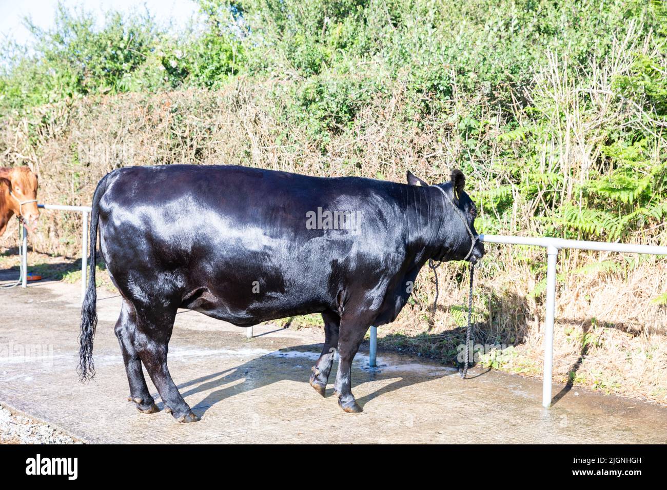 Cattle, cows and bulls, on display at an Agricultural show in Cornwall ...