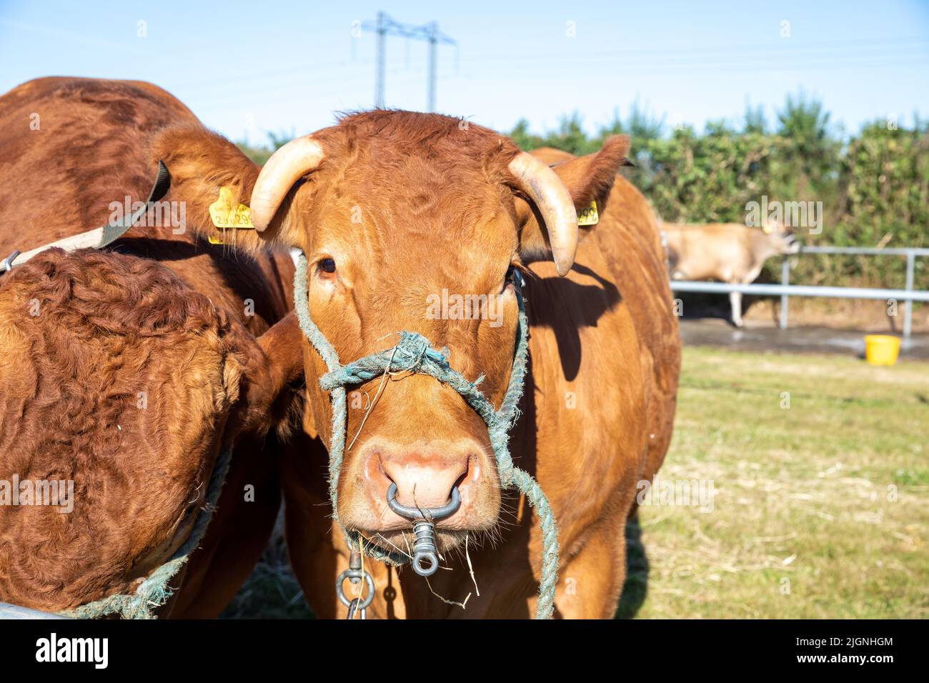 Cattle, cows and bulls, on display at an Agricultural show in Cornwall ...