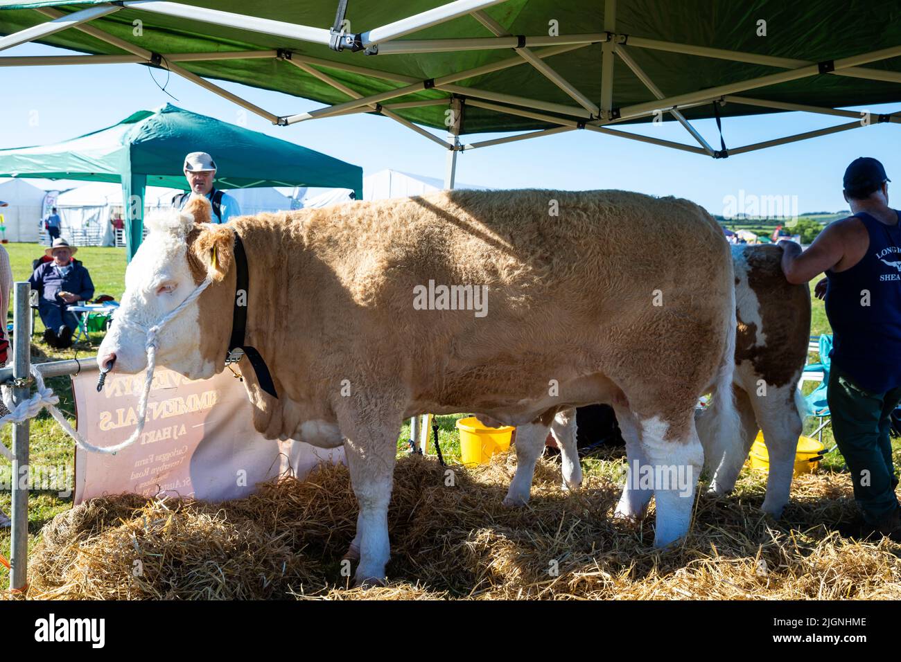 Cattle, cows and bulls, on display at an Agricultural show in Cornwall ...