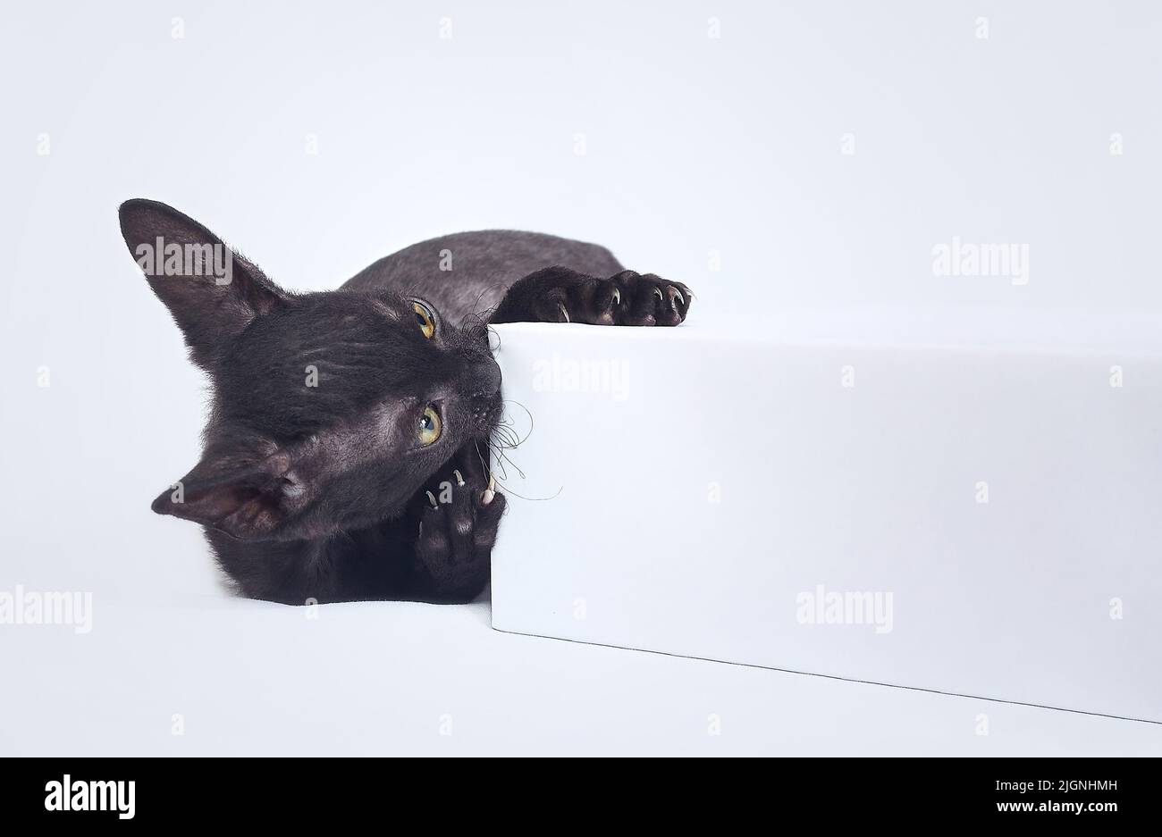 playful black kitten of the Cornish Rex breed. photo shoot on a white ...