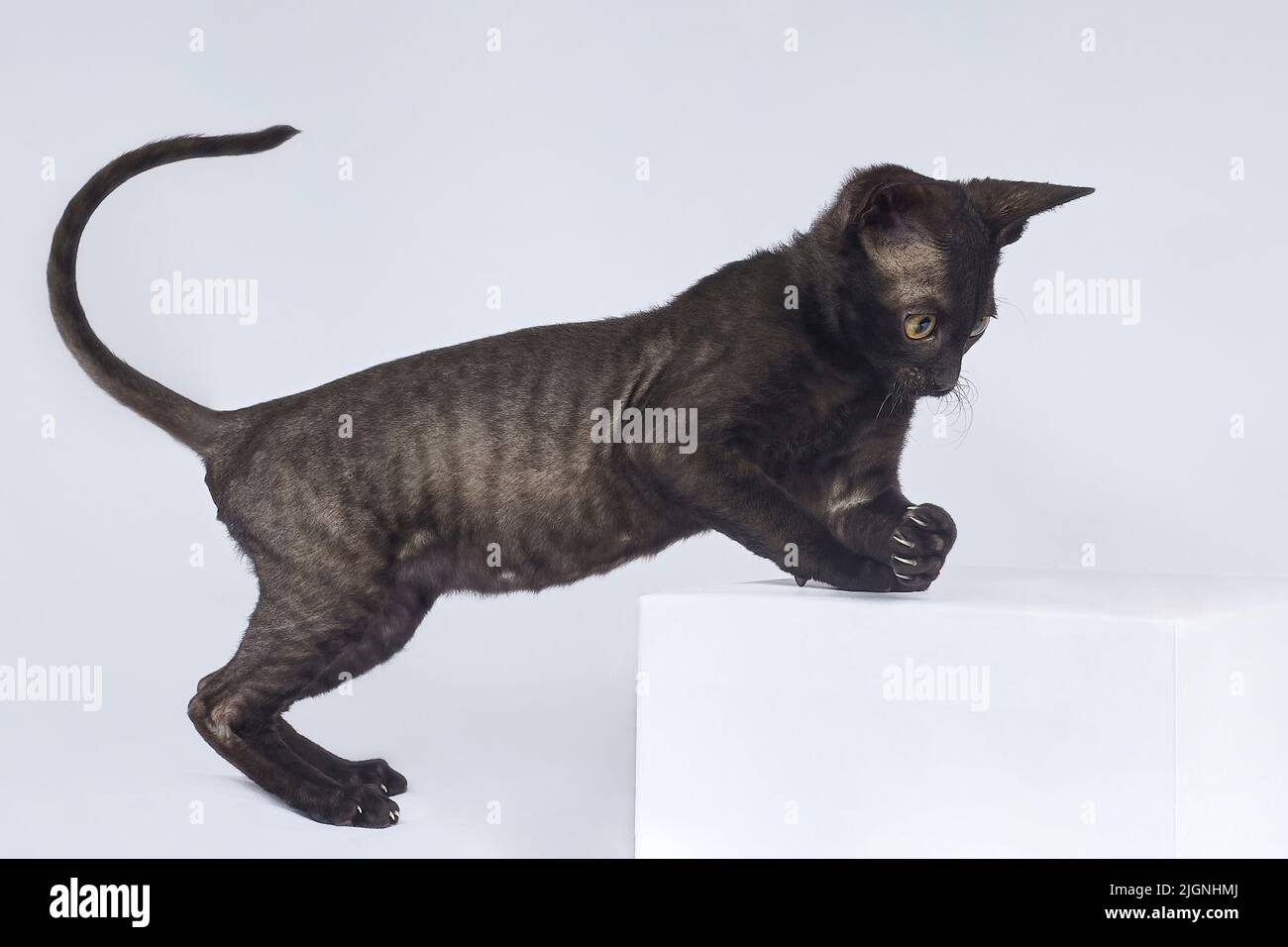 playful black kitten of the Cornish Rex breed. photo shoot on a white ...