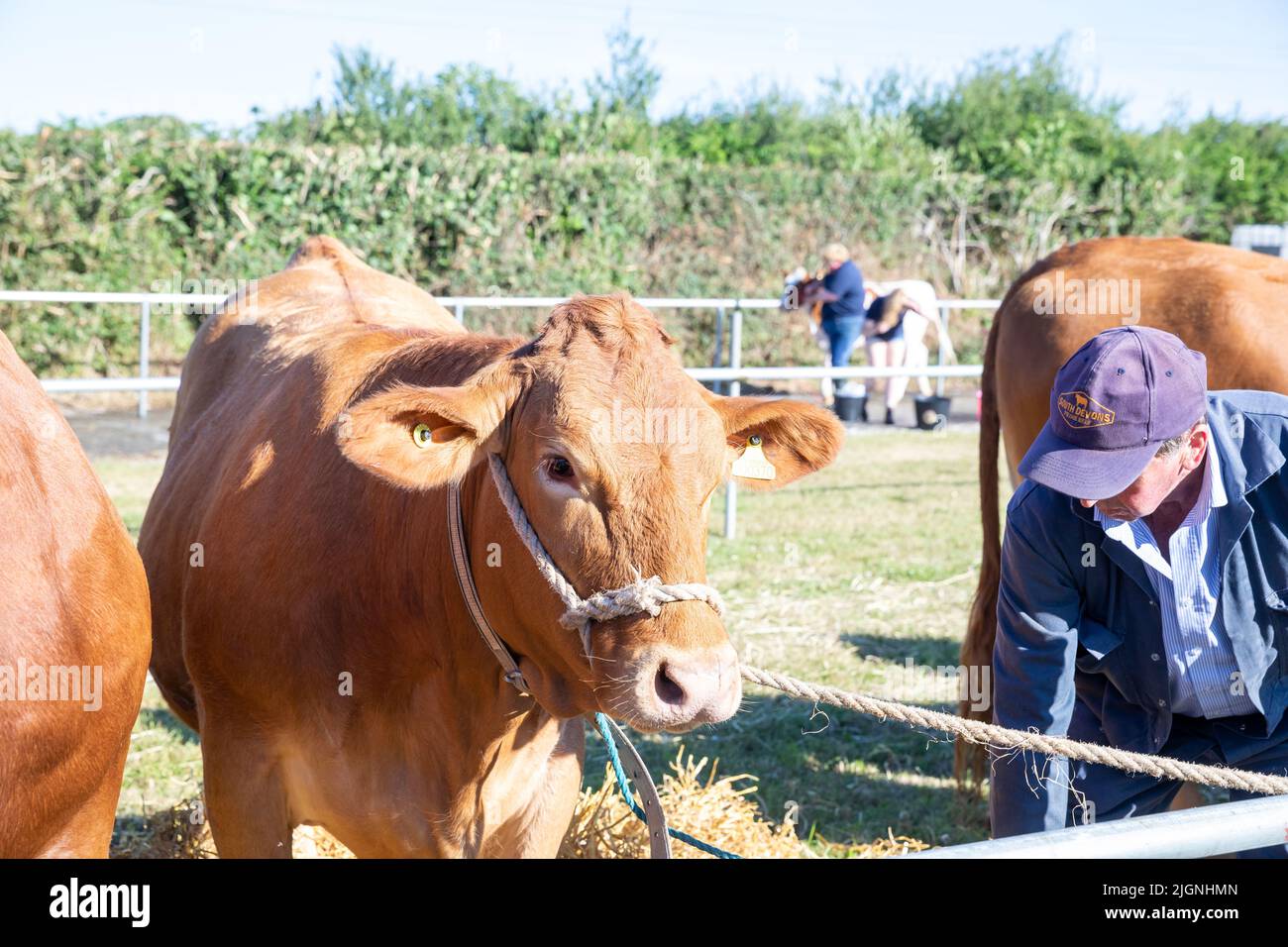 Cattle, cows and bulls, on display at an Agricultural show in Cornwall ...