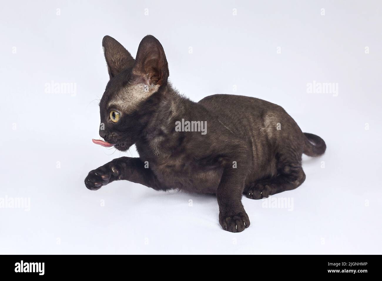 playful black kitten of the Cornish Rex breed. photo shoot on a white ...