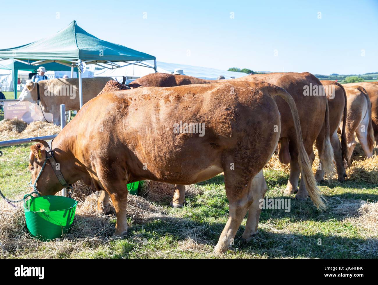 Cattle, cows and bulls, on display at an Agricultural show in Cornwall ...