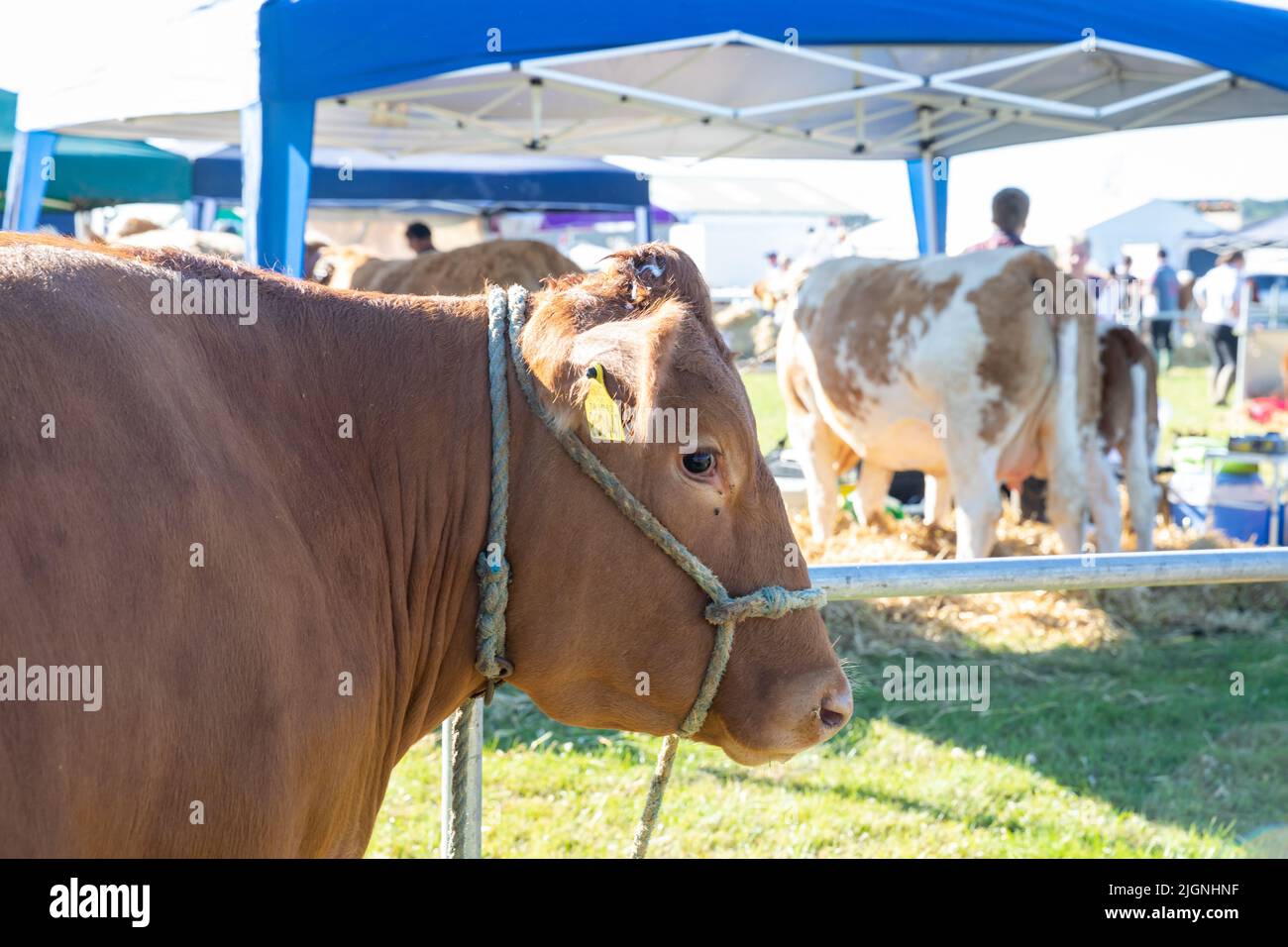 Cattle, cows and bulls, on display at an Agricultural show in Cornwall ...