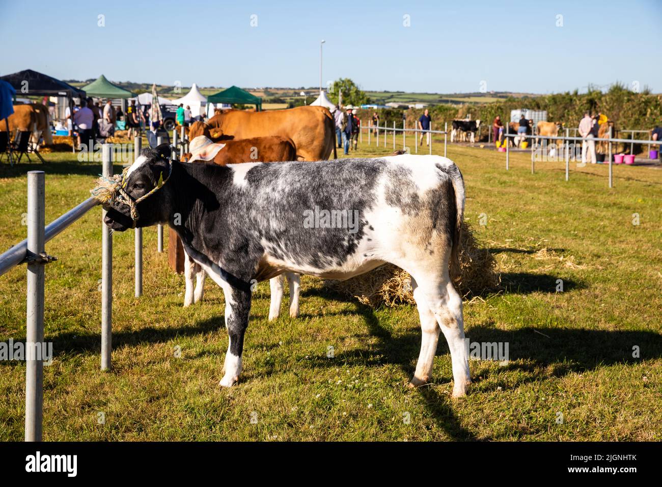 Cattle, cows and bulls, on display at an Agricultural show in Cornwall ...