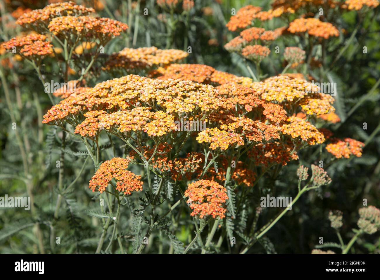 Achillea millefolium orange hi-res stock photography and images - Alamy