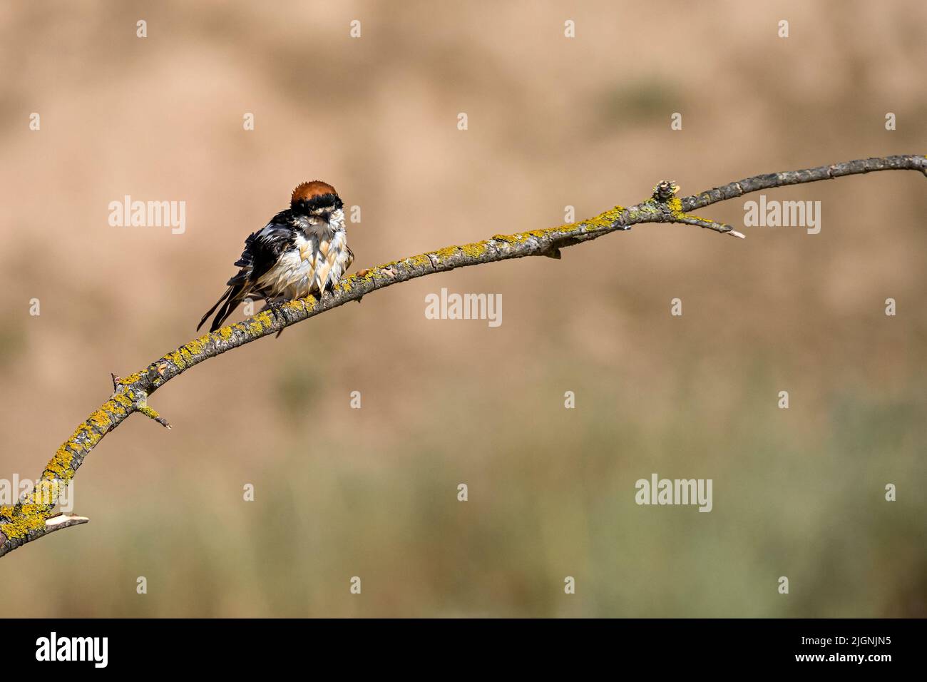 Lanius senator or common shrike, is a species of passerine bird in the ...