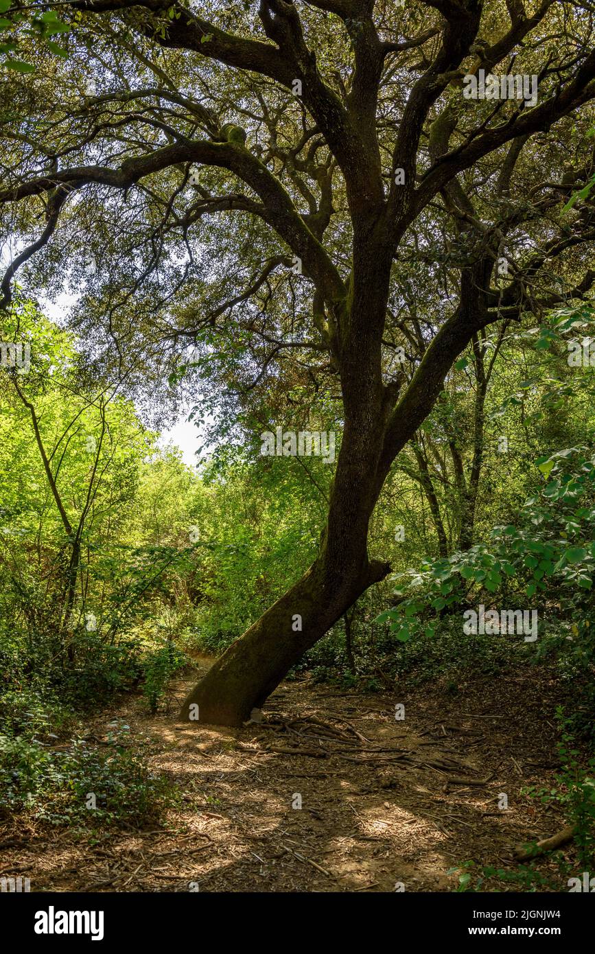 Encina centenaria hi-res stock photography and images - Alamy