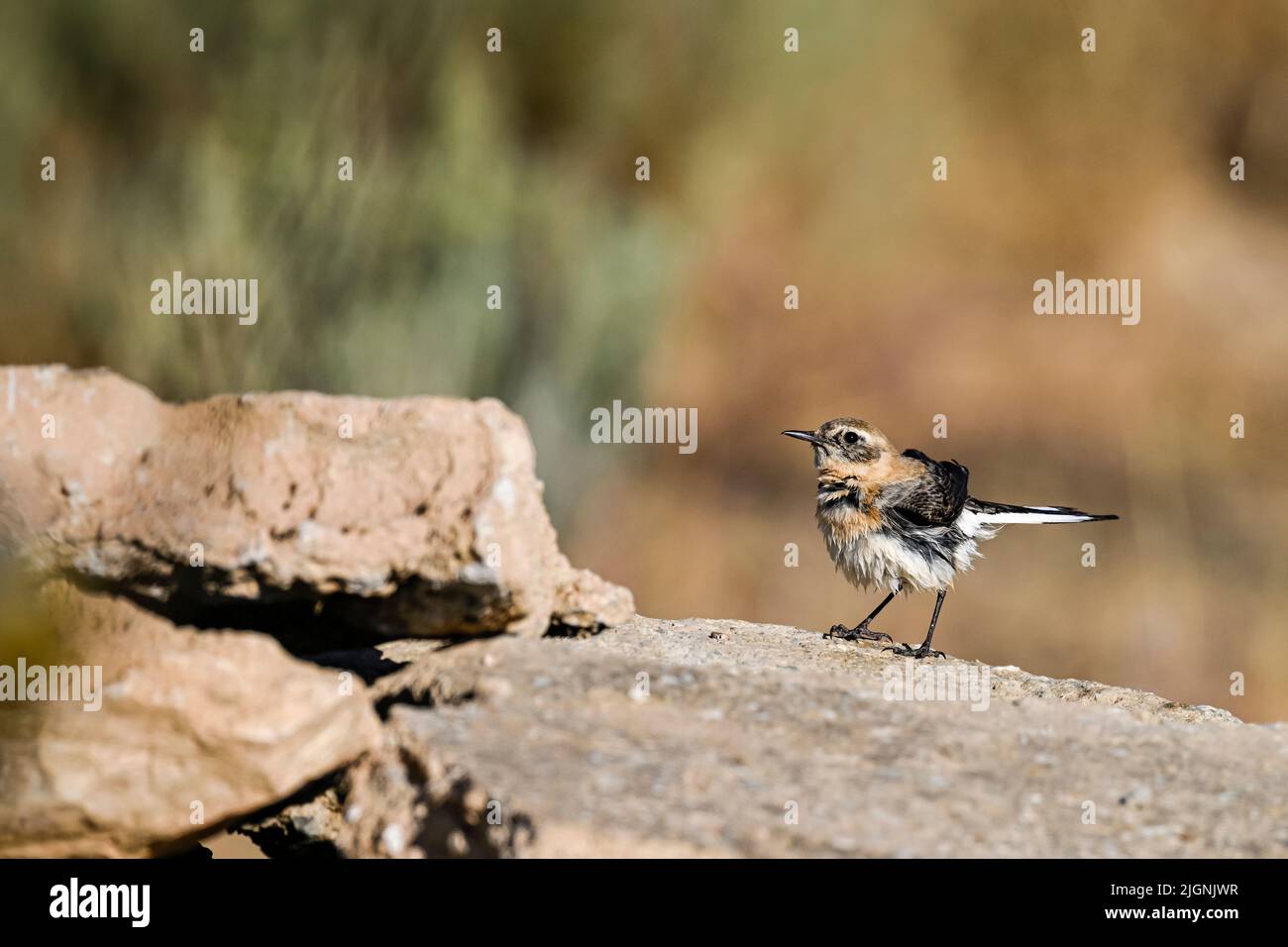 Oenanthe hispanica - The blond wheatear is a species of passerine bird ...