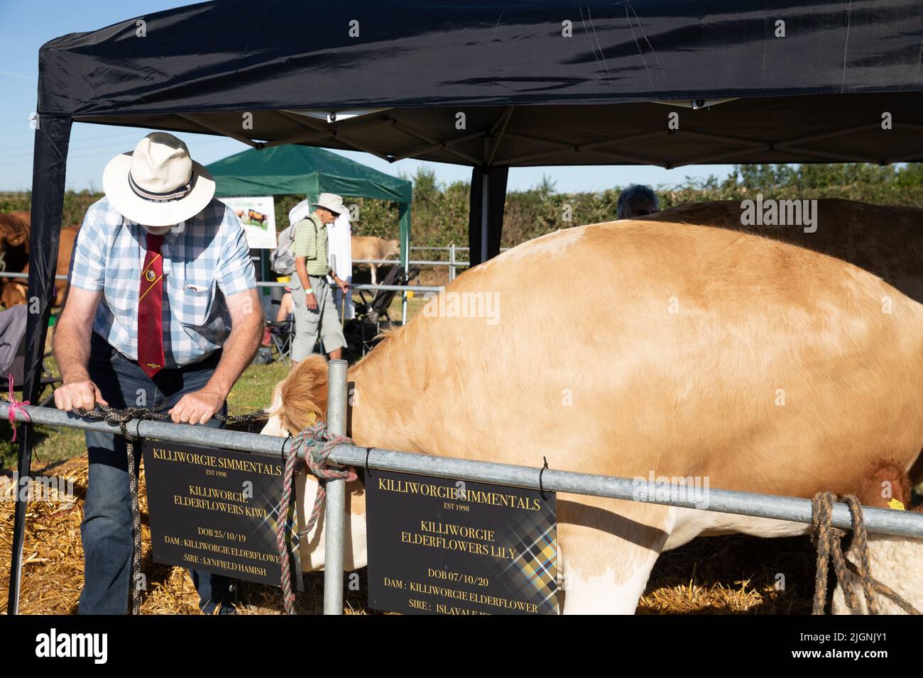 Cattle, cows and bulls, on display at an Agricultural show in Cornwall ...