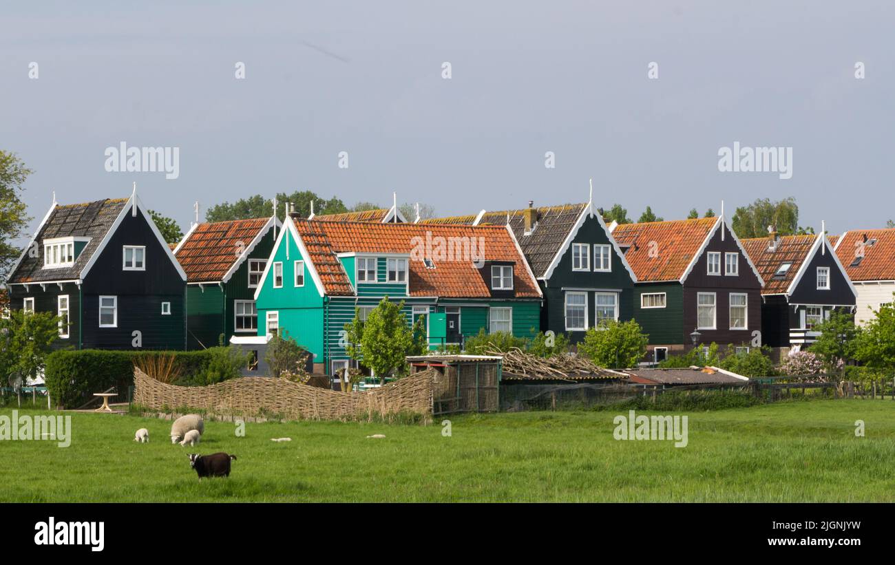 Historic Dutch fishermen village with green wooden houses called Marken ...