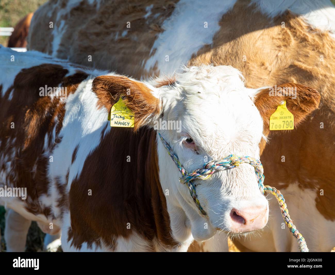 Cattle, cows and bulls, on display at an Agricultural show in Cornwall ...