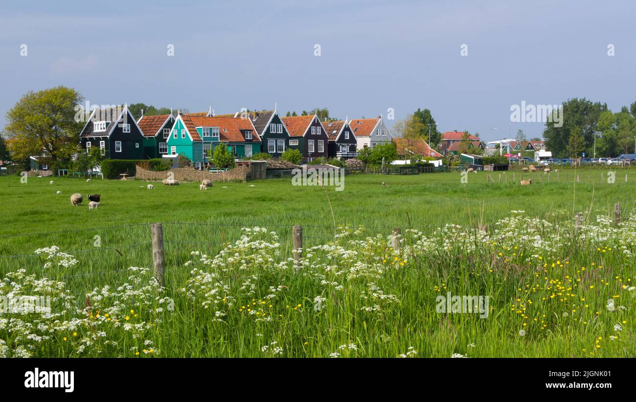 Historic Dutch fishermen village with green wooden houses called Marken ...