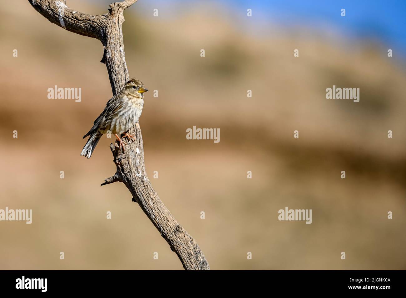 Petronia petronia - The howler sparrow is a species of passerine bird ...