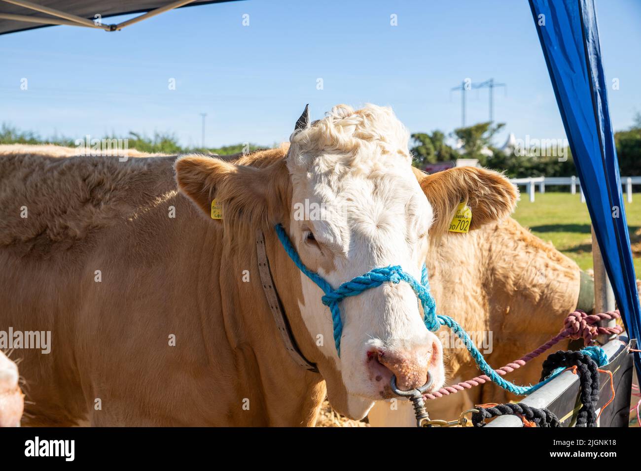 Cattle, cows and bulls, on display at an Agricultural show in Cornwall ...