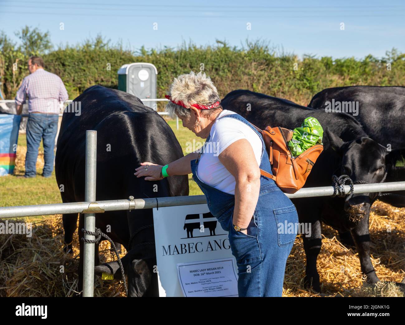 Cattle, cows and bulls, on display at an Agricultural show in Cornwall ...