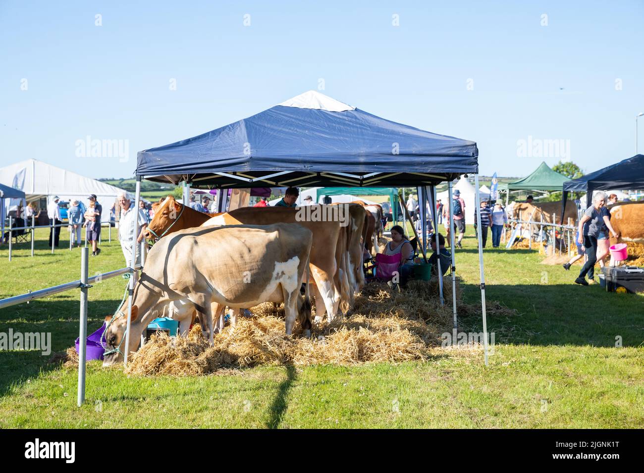 Cattle, cows and bulls, on display at an Agricultural show in Cornwall ...