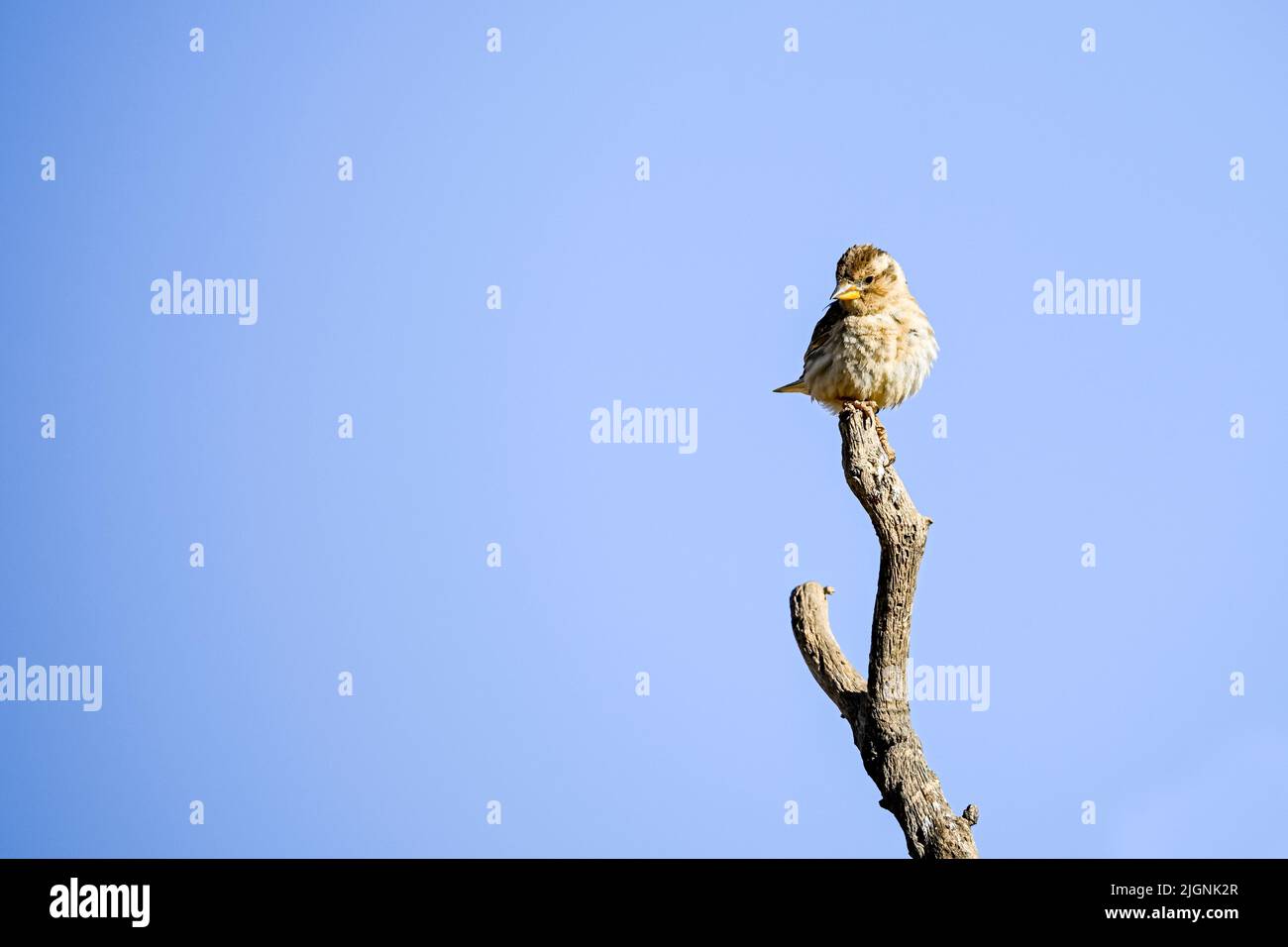 Petronia petronia - The howler sparrow is a species of passerine bird ...