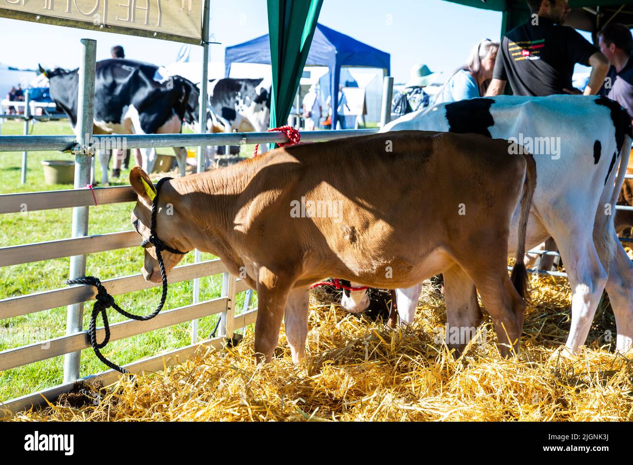 Cattle, cows and bulls, on display at an Agricultural show in Cornwall ...