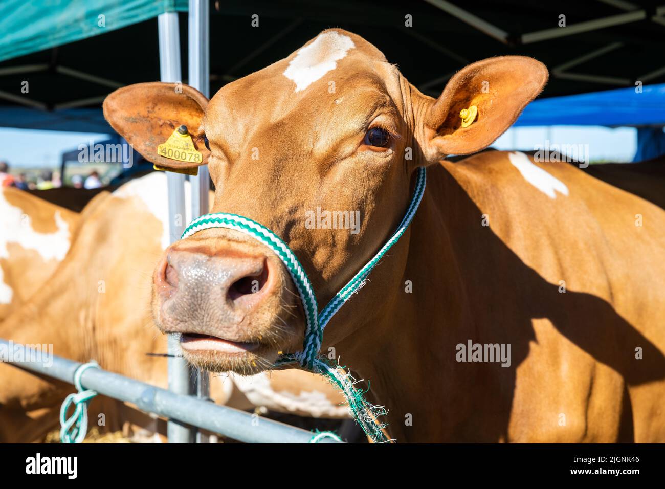 Cattle, cows and bulls, on display at an Agricultural show in Cornwall ...
