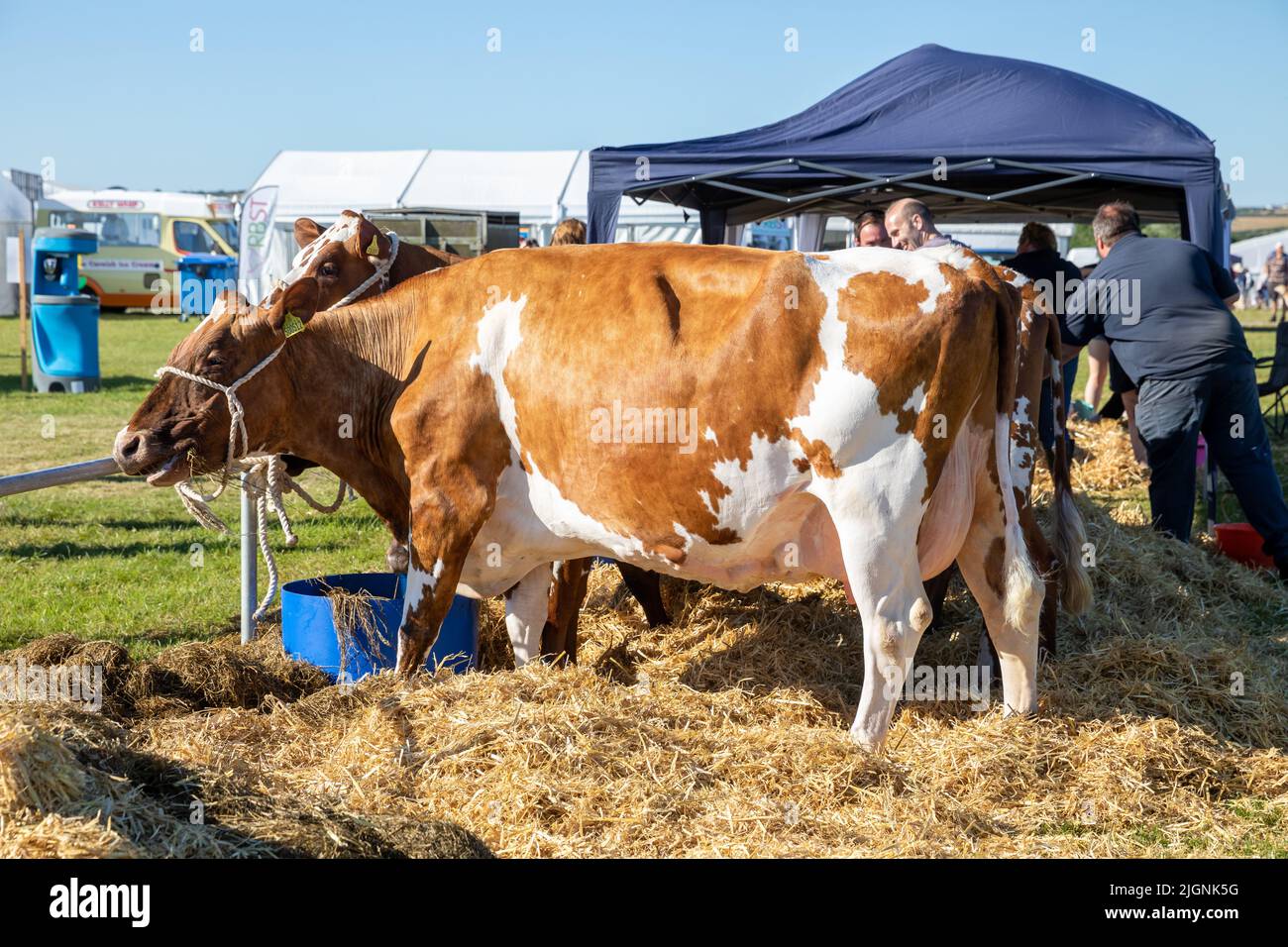 Cattle, cows and bulls, on display at an Agricultural show in Cornwall ...