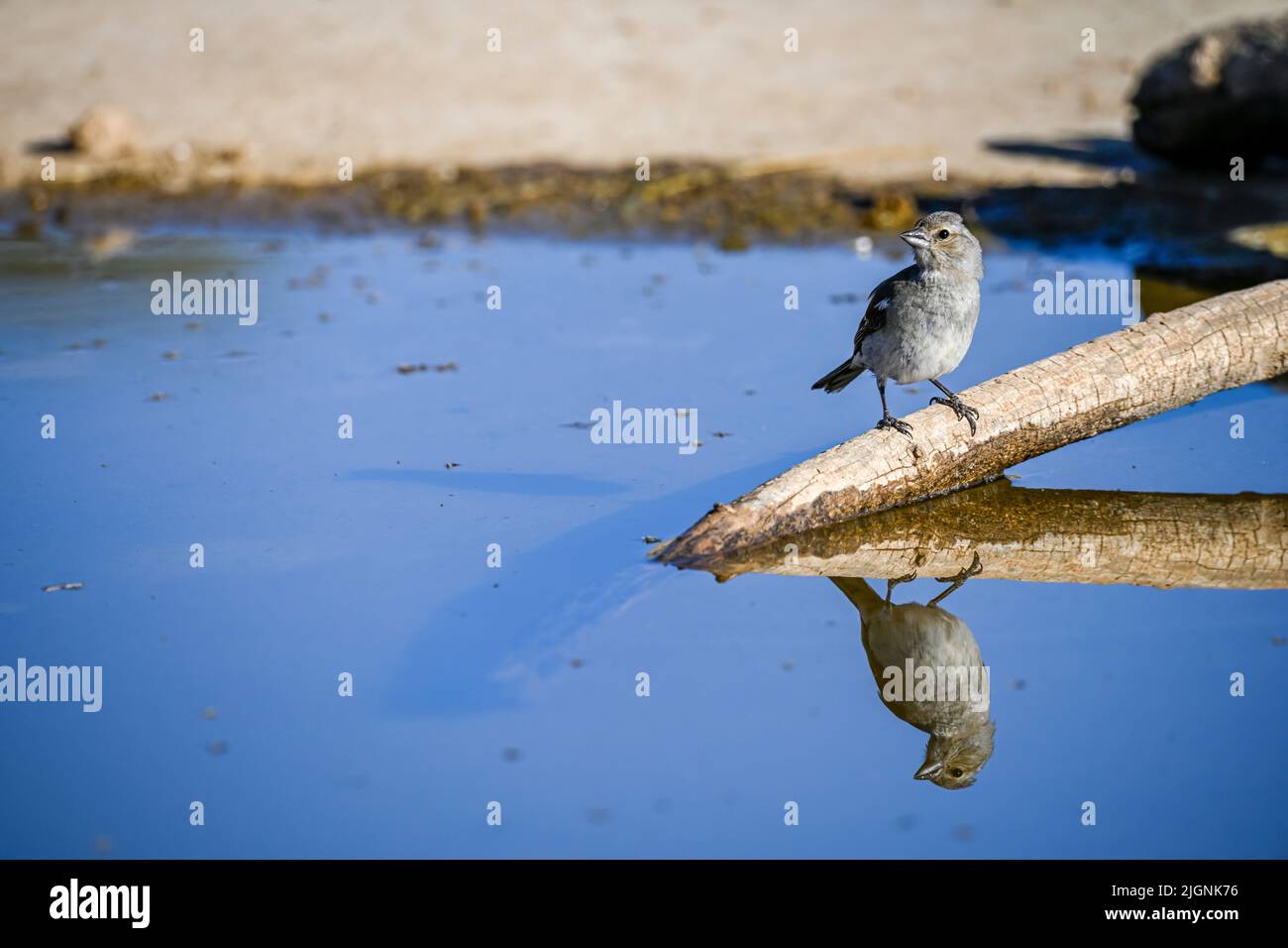 Petronia petronia - The howler sparrow is a species of passerine bird ...