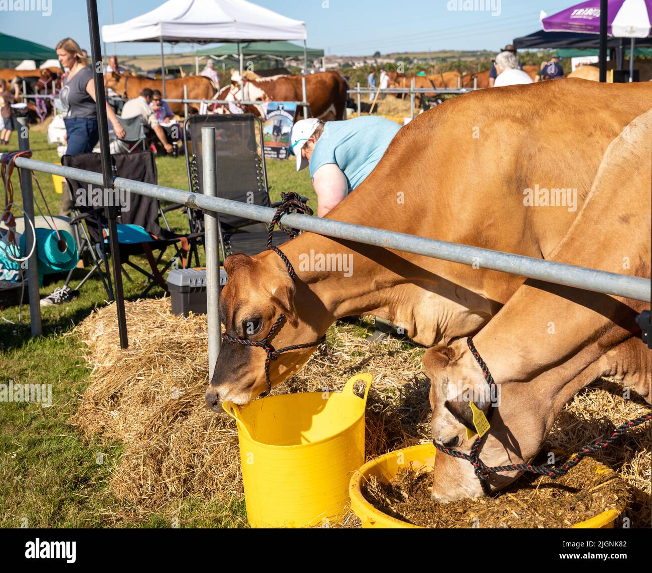 Cattle, cows and bulls, on display at an Agricultural show in Cornwall ...