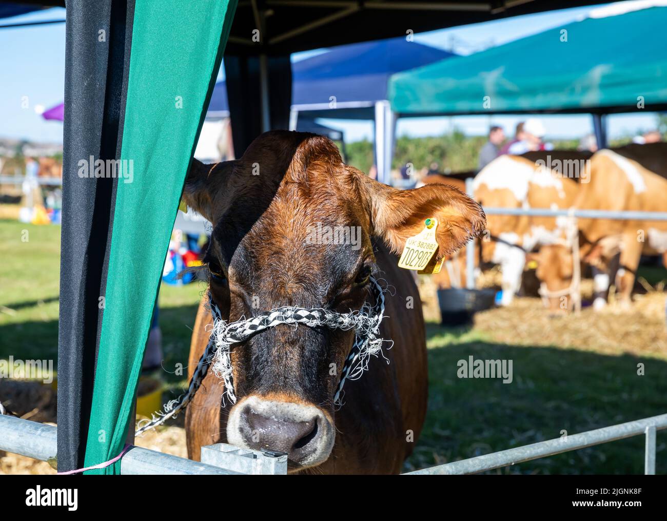 Cattle, cows and bulls, on display at an Agricultural show in Cornwall ...