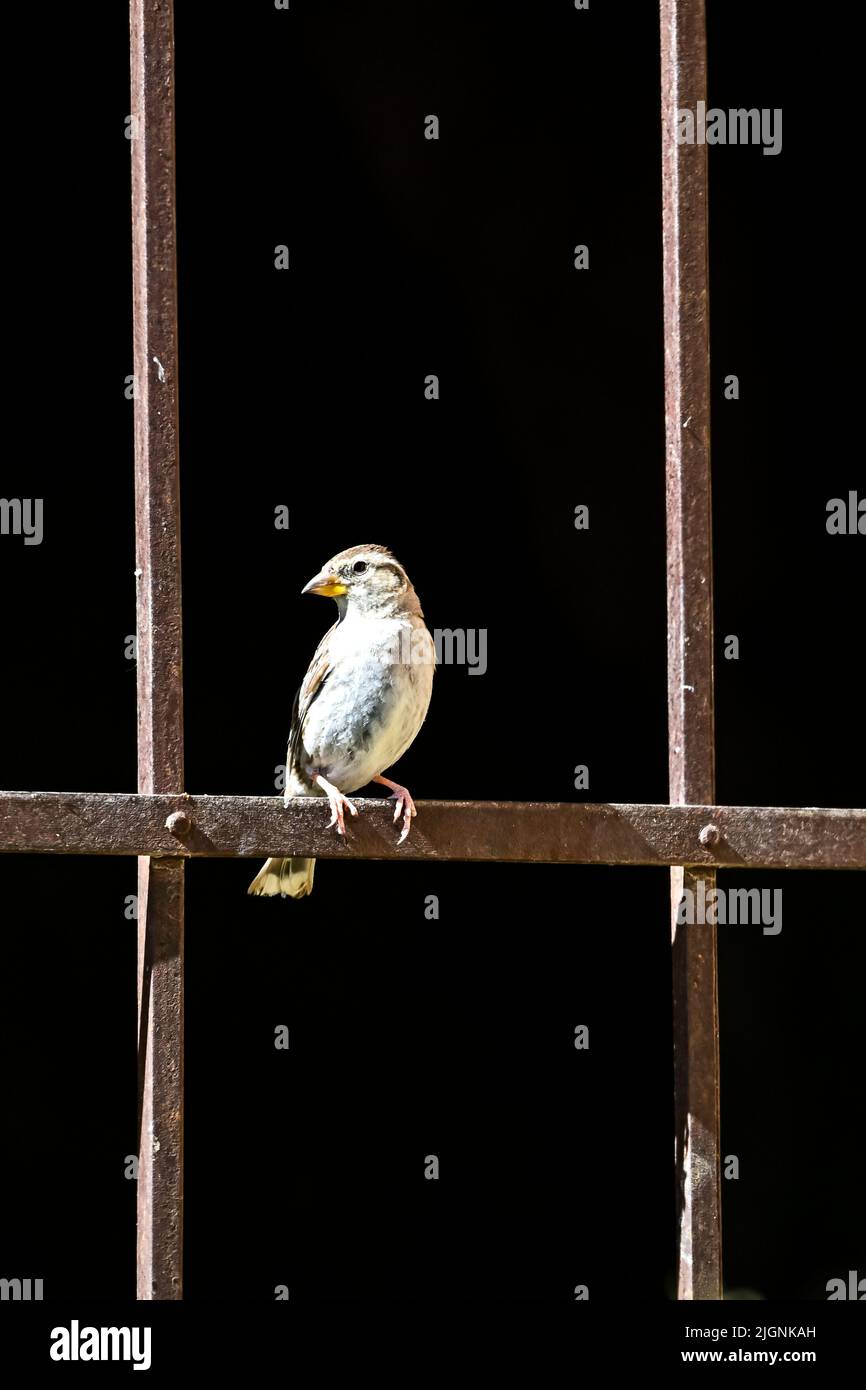 Passer hispaniolensis - The Moorish sparrow is a species of passerine ...