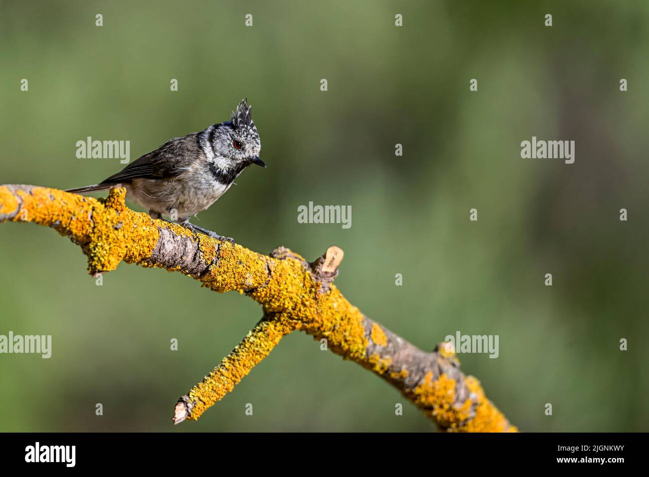 Lophophanes cristatus - The blue tit is a species of passerine bird in ...