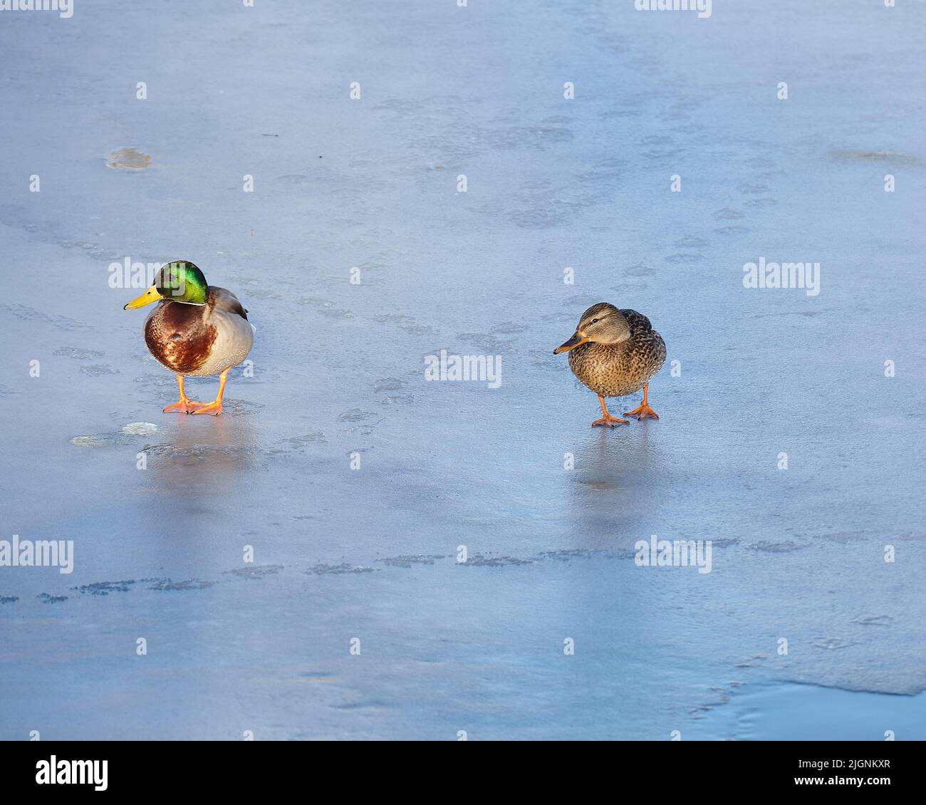 wild drake and duck walks on the ice of the river Stock Photo - Alamy