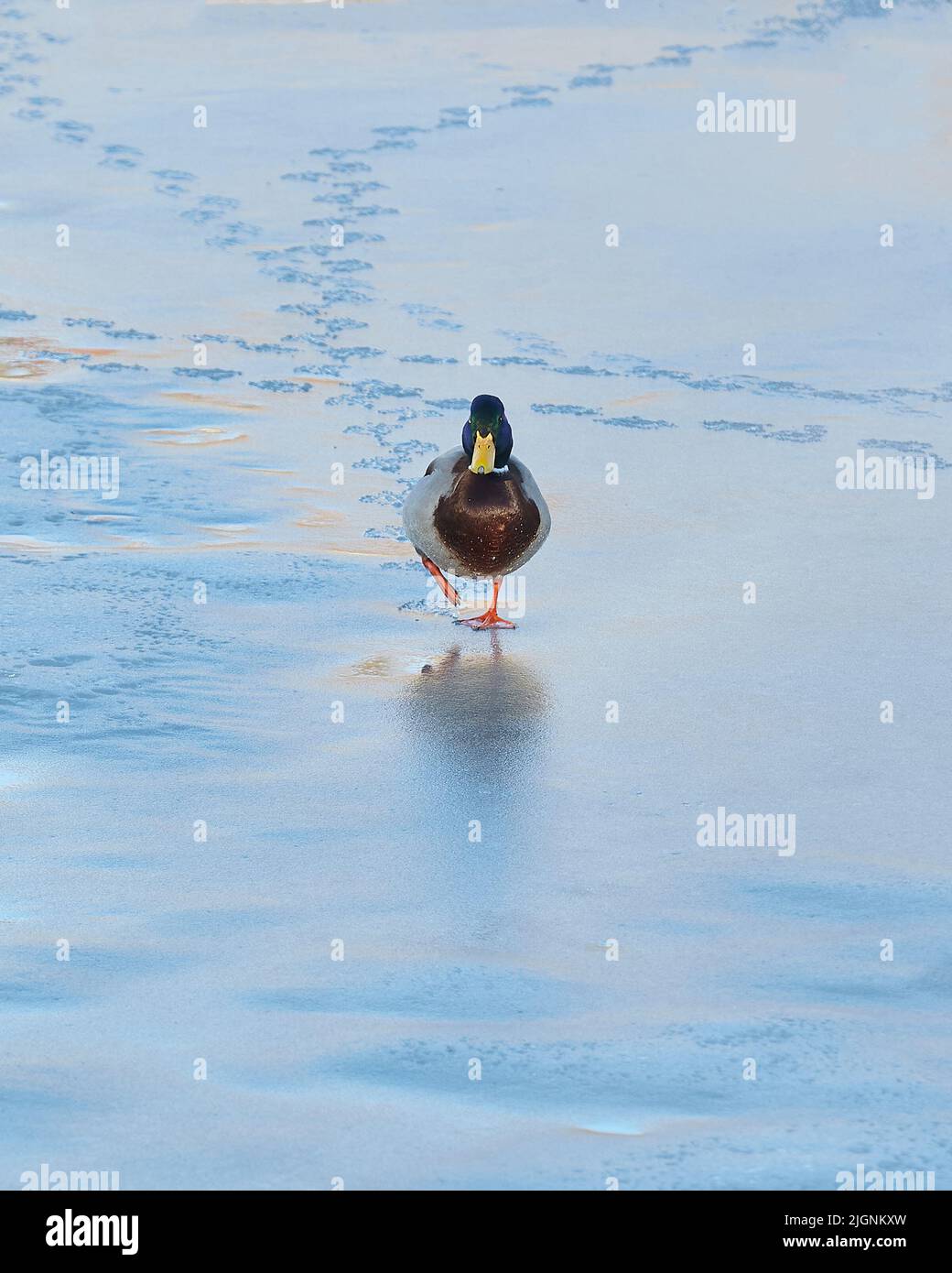 wild drake walks on the ice of the river Stock Photo - Alamy