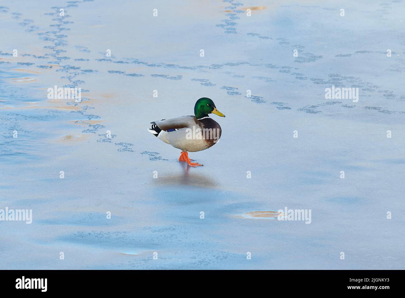 wild drake walks on the ice of the river Stock Photo - Alamy