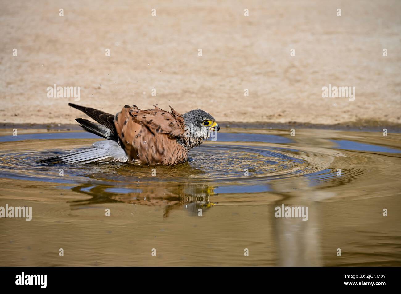 Falco tinnunculus - The common kestrel is a species of falconiform bird ...